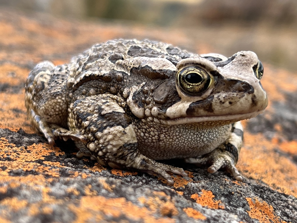 Raucous Toad in April 2022 by Davin Manson · iNaturalist