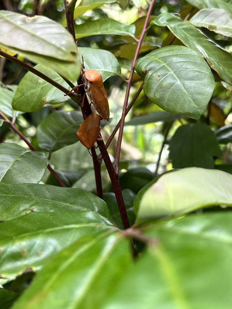 Lychee Stink Bug from Gukeng Township, TW on April 29, 2022 at 02:21 PM ...