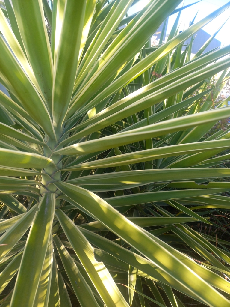 Yuccas from Cape Farms, Cape Town, South Africa on April 29, 2022 at 08 ...