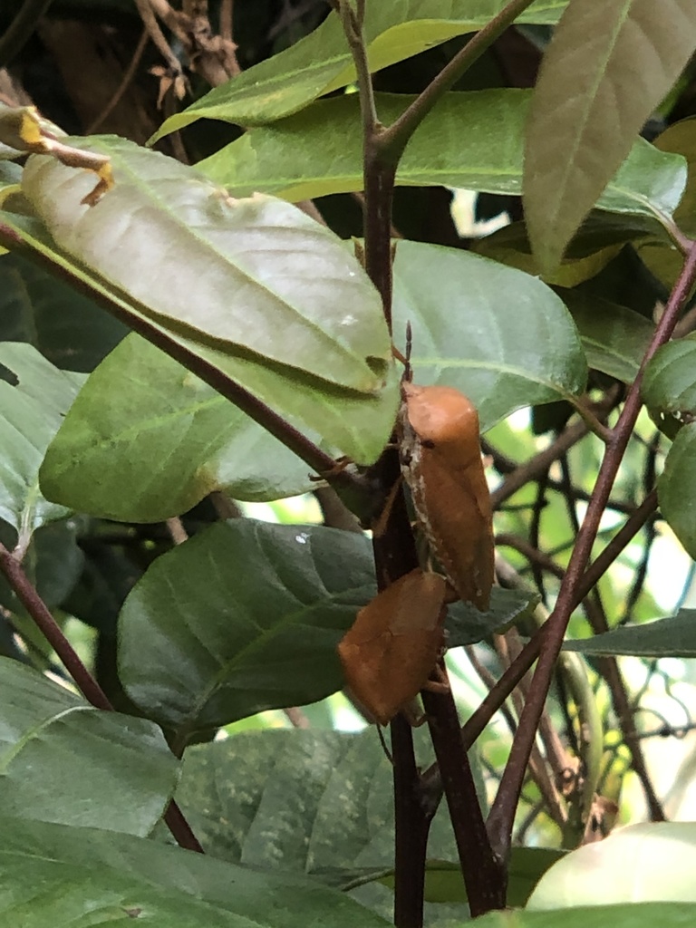 Lychee Stink Bug from Gukeng Township, TW on April 29, 2022 at 02:21 PM ...