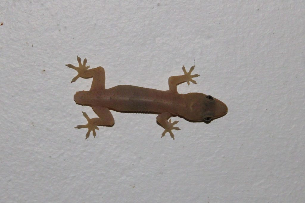 Tropical House Gecko from Manors, Pinetown, 3610, South Africa on April ...