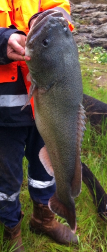 Murray Cod in June 2018 by TRM · iNaturalist