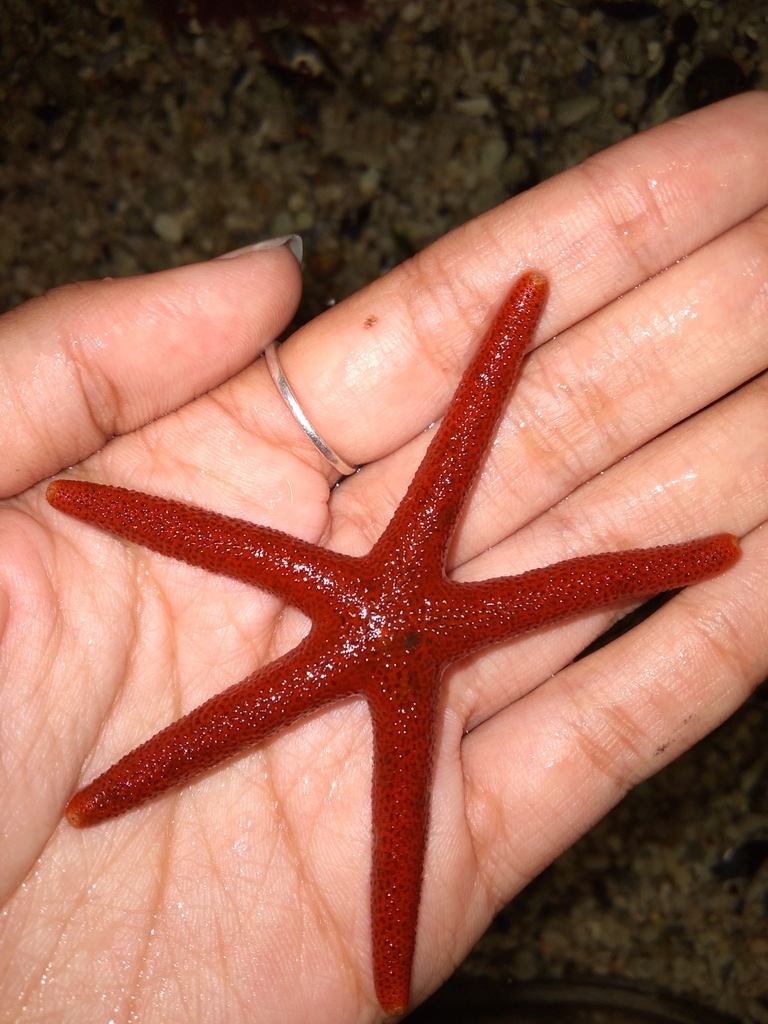 Reticulated Sea Star from Dalebrook Tidal Pool on April 29, 2022 at 09: ...