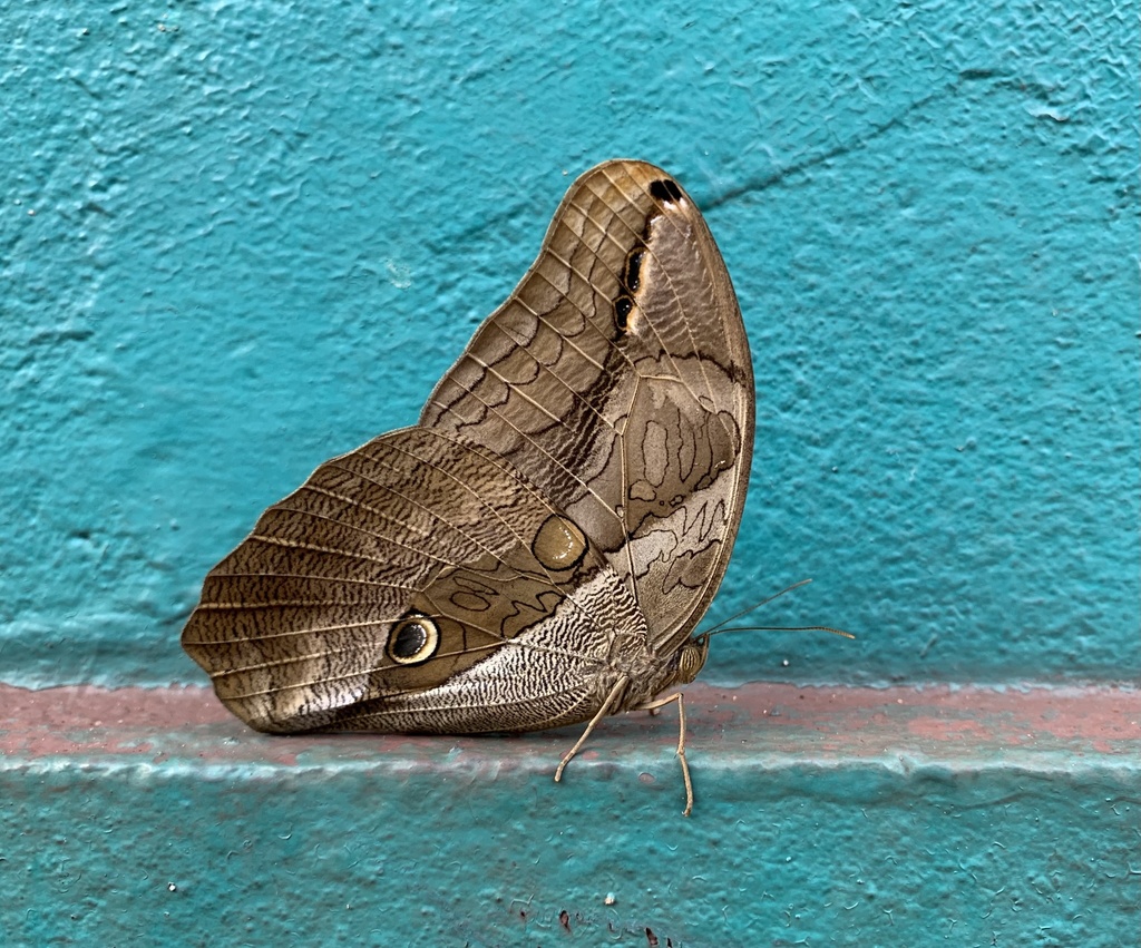 Eryphanis automedon from Parauapebas, PA, BR on April 29, 2022 at 07:30 ...