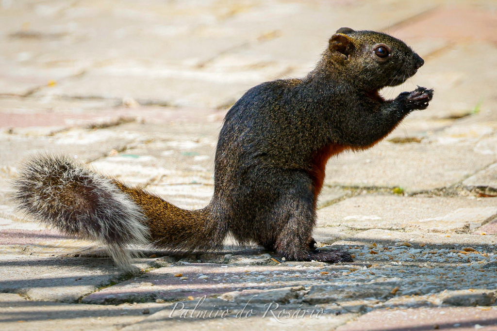 Pallas' Squirrel from Dangzai Dao, 氹仔, MO on April 29, 2022 at 02:03 PM ...
