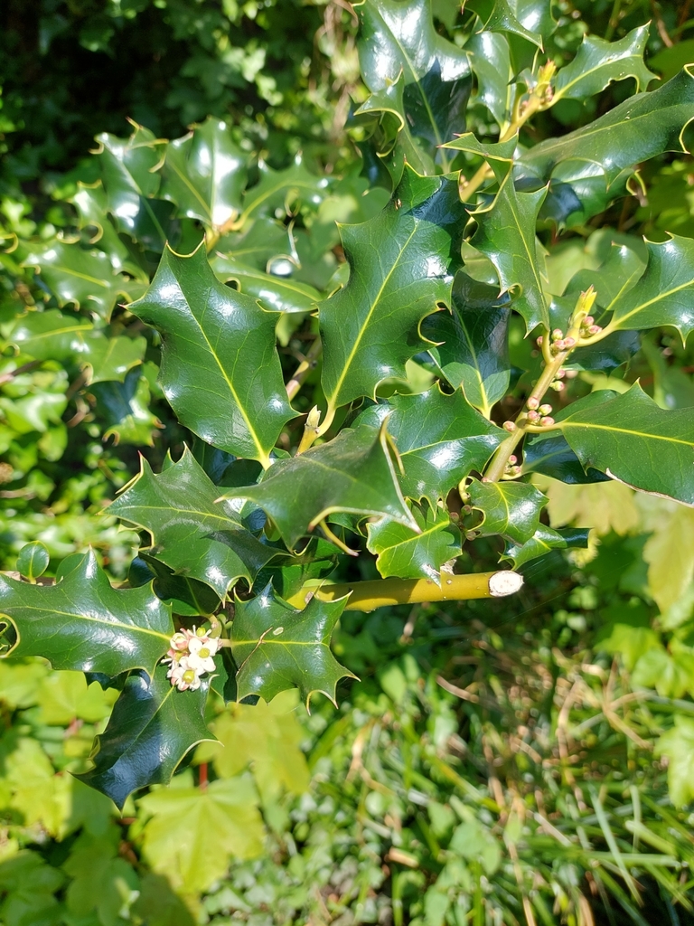 European holly from Coppice Leys, Formby, Liverpool L37 3PL, UK on ...