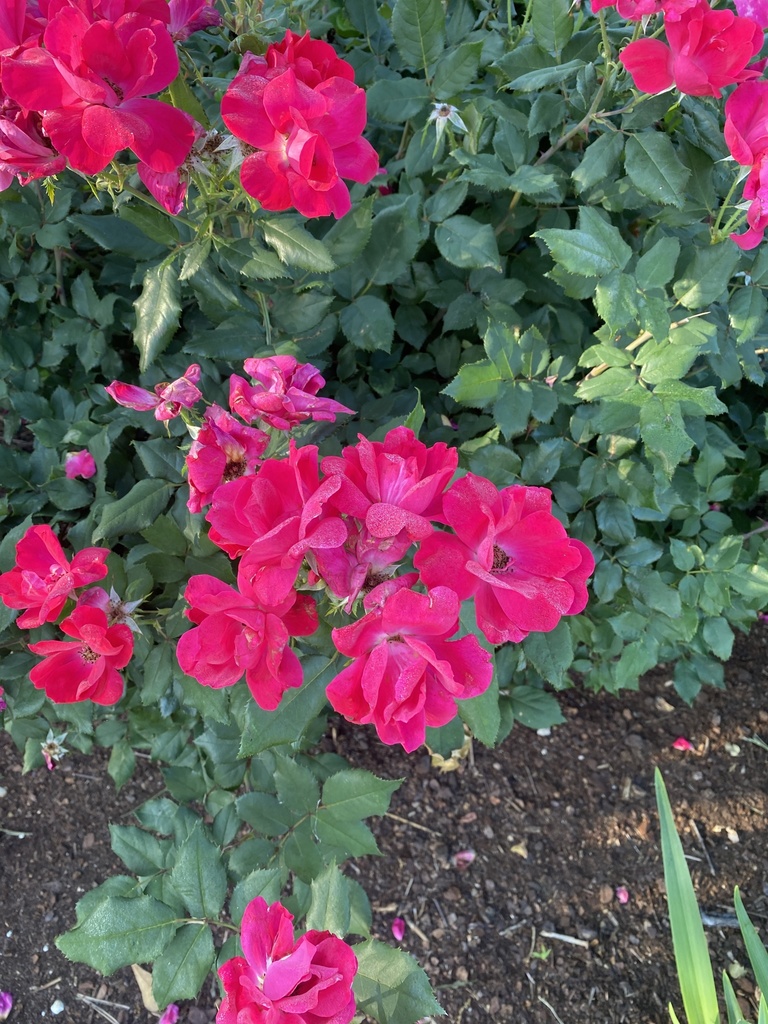 roses from Fry Rd, Houston, TX, US on April 29, 2022 at 08:10 AM by ...