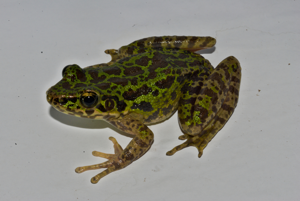 Tianmu Sharp-nosed Frog from Xuanwu, Nanjing, Jiangsu, China on June 04 ...