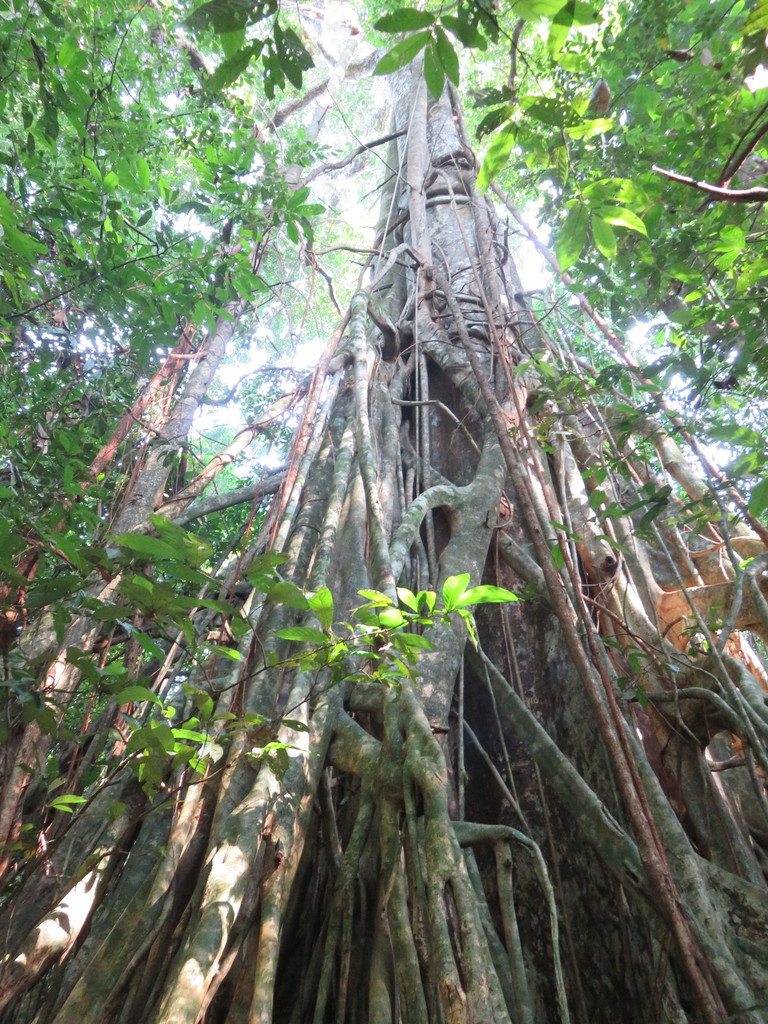 Mountain Fig in May 2018 by Dominikus Adhitya Prabowo · iNaturalist