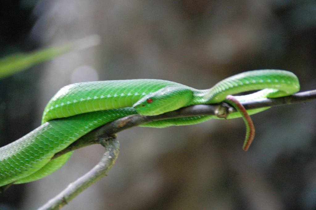 Pope’s Tree Viper from Huay Pakoot on May 26, 2015 by gvichiangmai ...