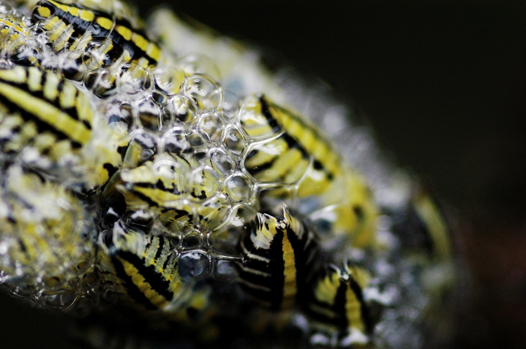 Common Raintree Spittlebug from Lusizini, , EC, ZA on January 11, 2009 ...