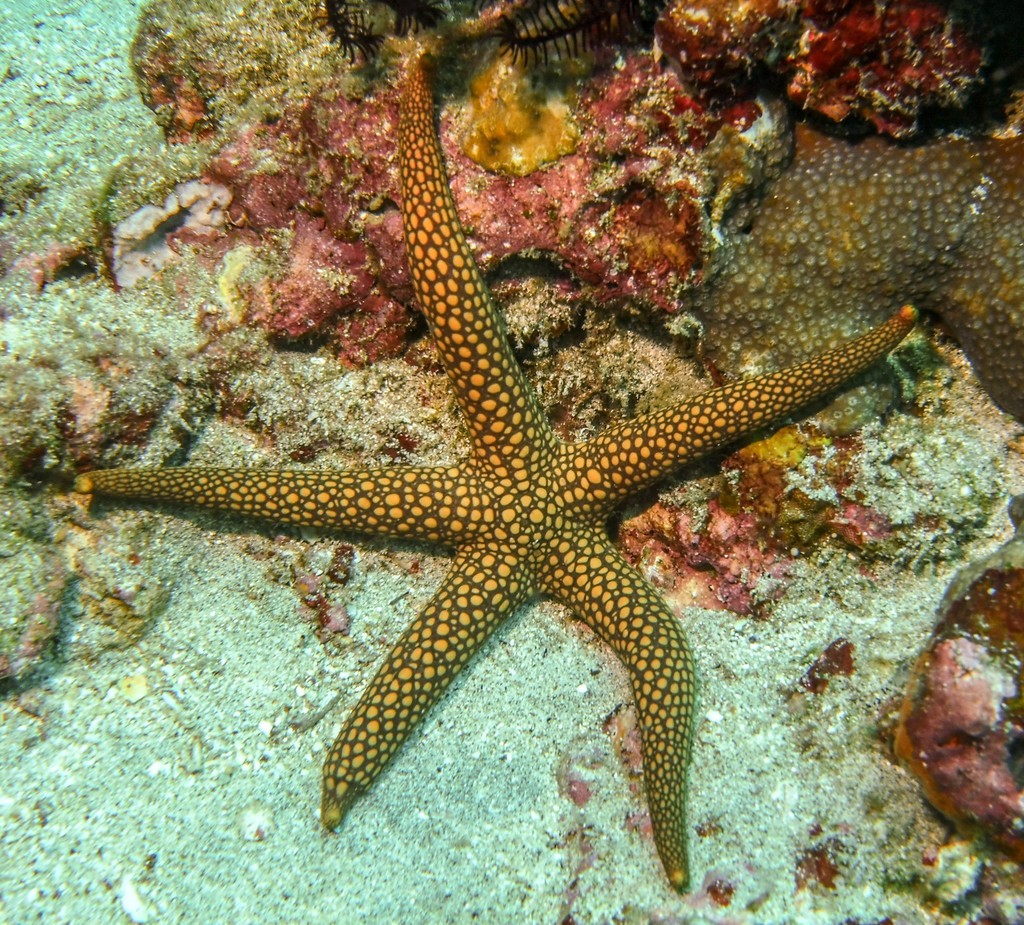 Brown mesh sea star from Blue Lagoon, Padang Bai, Bali, Indonesia on ...