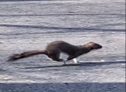Long-tailed Weasel from Niskayuna, NY, US on April 24, 2022 at 05:42 PM ...
