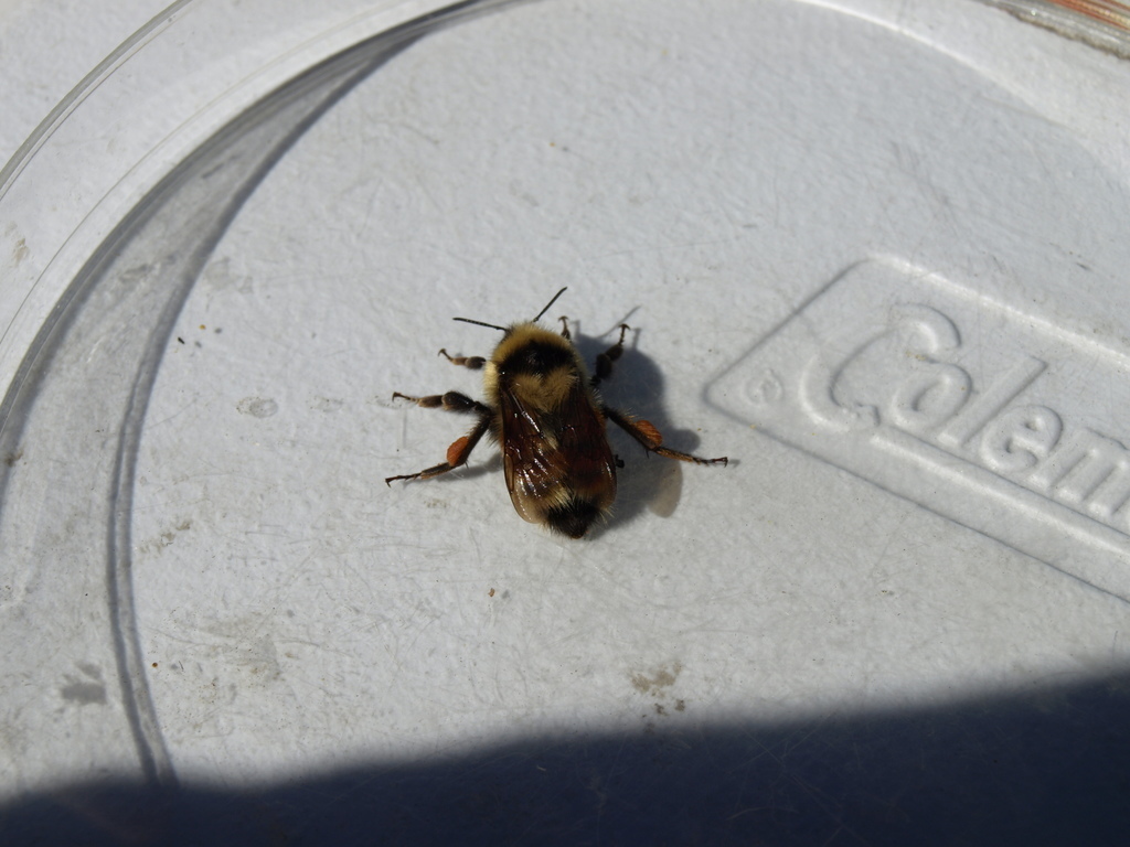 Forest Bumble Bee (Yosemite National Park Bumble Bee Guide 🐝) · iNaturalist