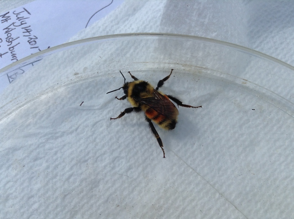 Forest Bumble Bee (Yosemite National Park Bumble Bee Guide 🐝) · iNaturalist