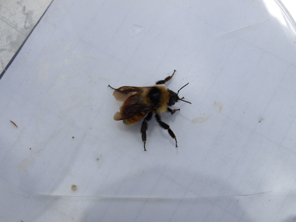 Forest Bumble Bee (Yosemite National Park Bumble Bee Guide 🐝) · iNaturalist