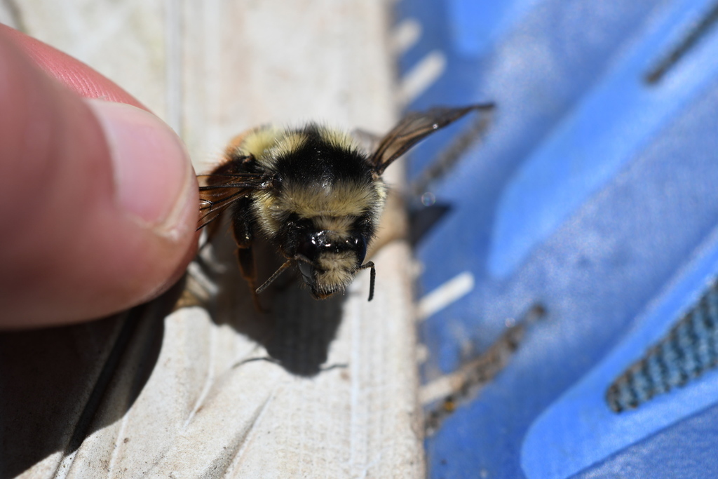 Nearctic Bumble Bee (Yosemite National Park Bumble Bee Guide 🐝 ...