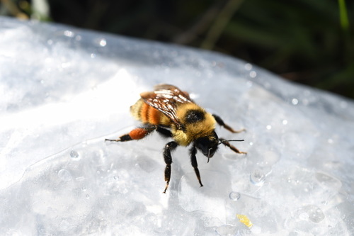 Red-belted Bumble Bee (Yosemite National Park Bumble Bee Guide 🐝 ...