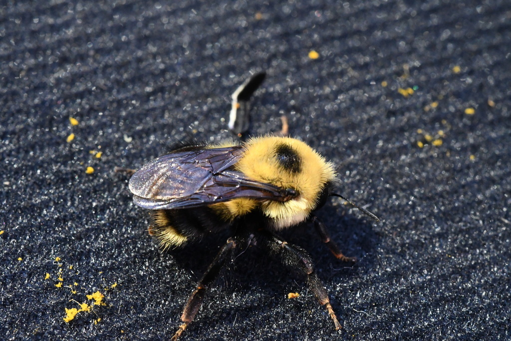 Red-belted Bumble Bee (Yosemite National Park Bumble Bee Guide 🐝 ...