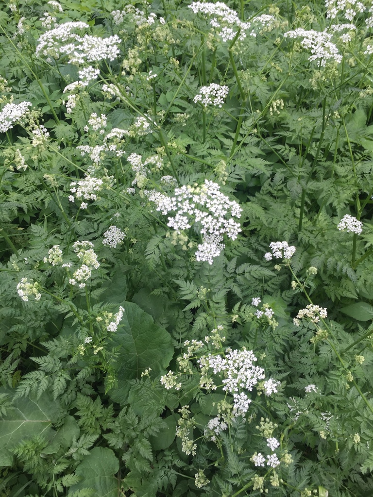 Cow Parsley from Александрино, Санкт-Петербург, Санкт-Петербург, RU on ...