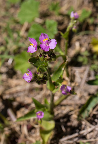Tripogandra purpurascens · iNaturalist