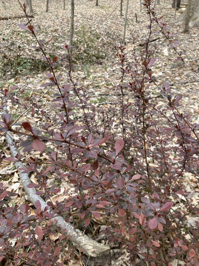 Japanese barberry from Flag Ponds Nature Park, Chesapeake Beach, MD, US ...