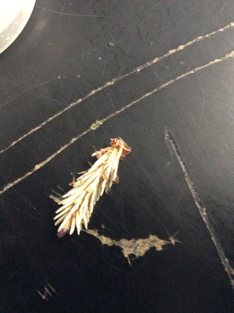 Pine cone tortrix on June 05, 2018 at 01:35 PM by amills · iNaturalist