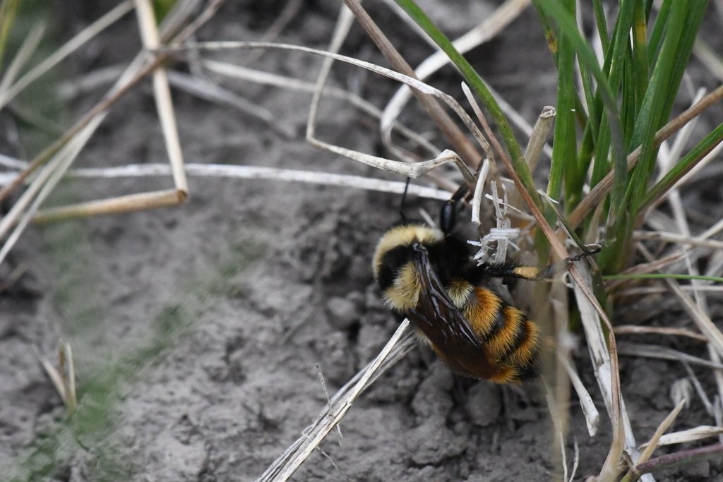 White-shouldered Bumble Bee (Fossil Butte National Monument Bumble Bee ...