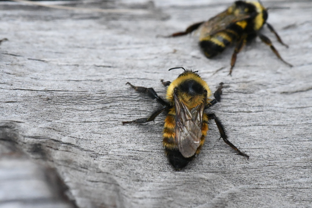 Red-belted Bumble Bee (Fossil Butte National Monument Bumble Bee Guide ...