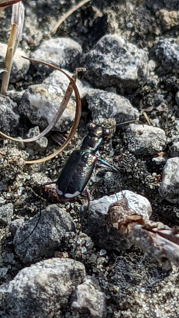Miami Tiger Beetle in April 2022 by Tiffany Moore. Obscured the ...