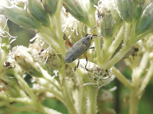 Cholus tener · iNaturalist
