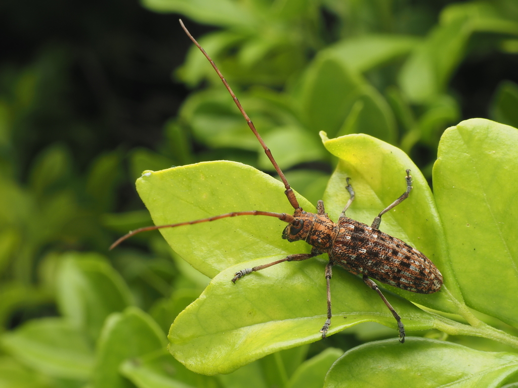 Monochamus alternatus from São Francisco Xavier, Ilhas, Macao on April ...