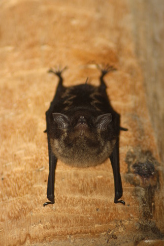 Greater Sac-winged Bat (Saccopteryx bilineata) · iNaturalist.org