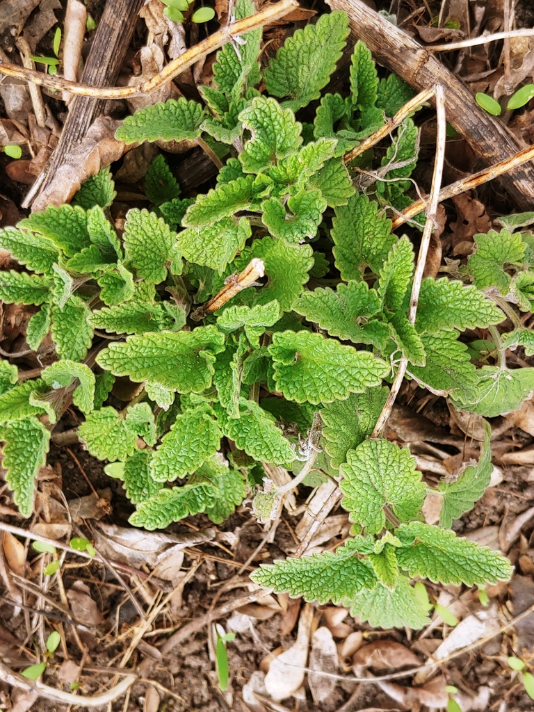 Catnip from Algoma, WI, USA on April 29, 2022 at 04:06 PM by Jayna ...
