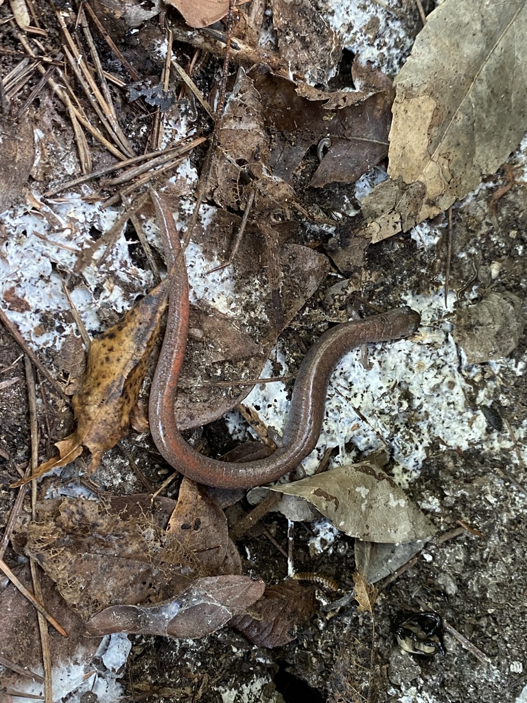 Southern California Slender Salamander in April 2022 by Chris DeGroof ...