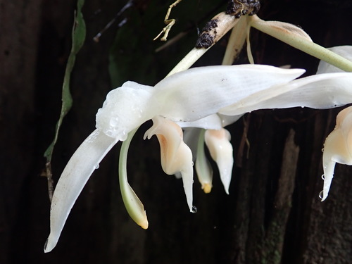 Snow white stanhopea (Stanhopea candida) · iNaturalist