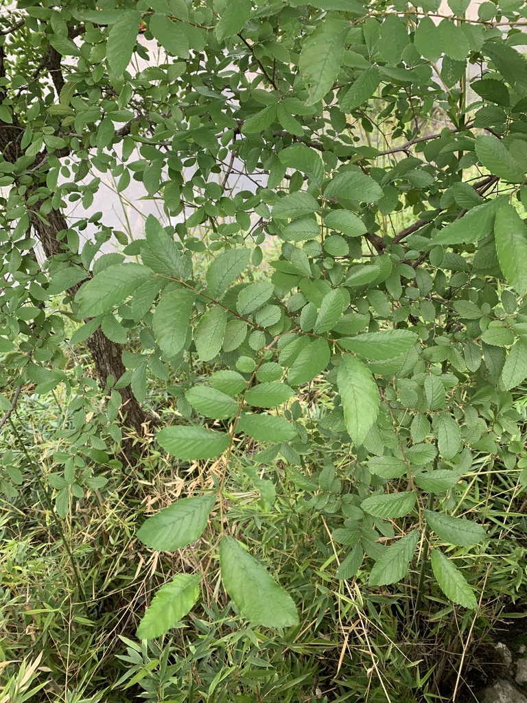 Cedar Elm from N Lamar Blvd, Austin, TX, US on April 29, 2022 at 07:00 ...