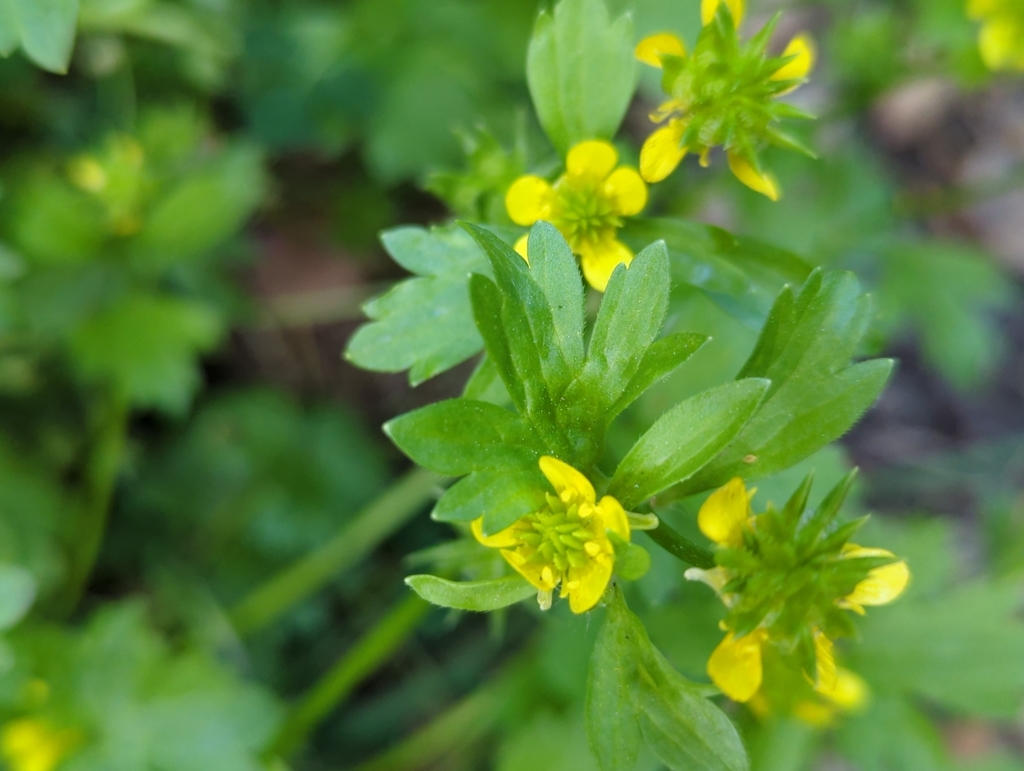 Rough-fruited buttercup from Sugarloaf, San Mateo, CA, USA on April 29 ...