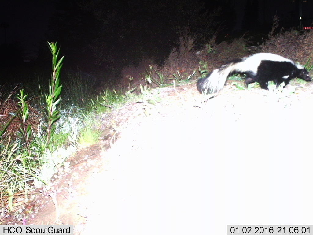 Striped Skunk from West Los Angeles, Los Angeles, CA, USA on April 16 ...