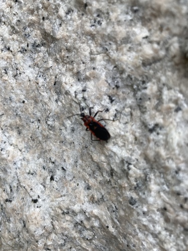 hematon's Identifications · iNaturalist