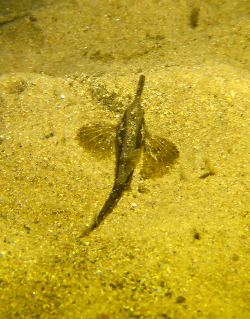 Slender Seamoth from Sydney NSW, Australia on April 24, 2022 at 08:16 ...