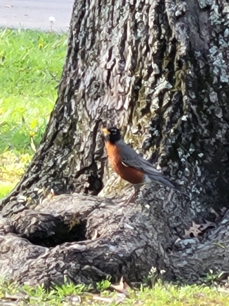 American Robin from Crosby Township, OH, USA on April 29, 2022 at 06:08 ...