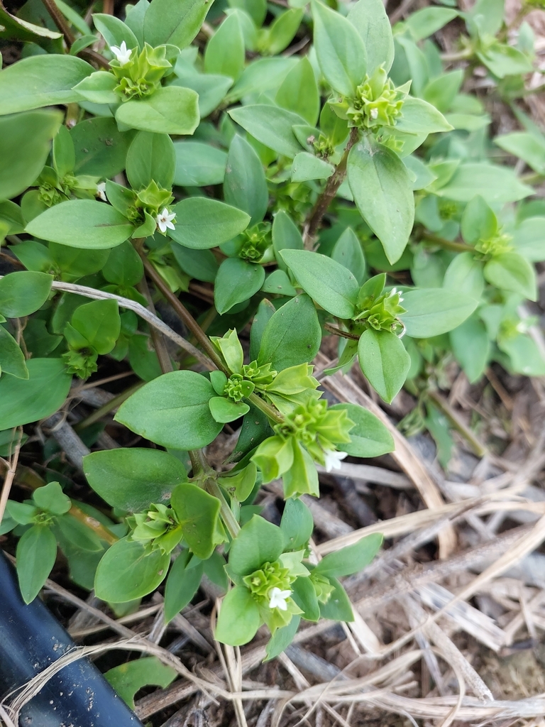 Florida Pusley from CWX8+7QR ตำบล บางสะแก อำเภอ บางคนที สมุทรสงคราม ...