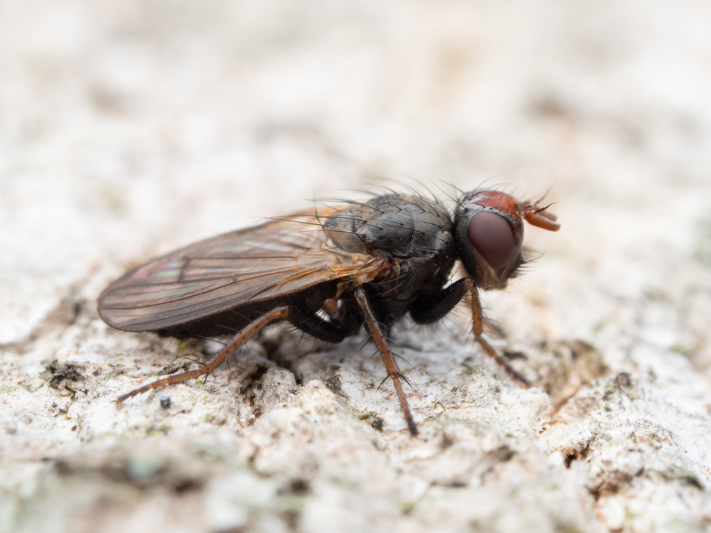 Flies from Muskego, WI, USA on April 29, 2022 at 02:24 PM by Gokey ...