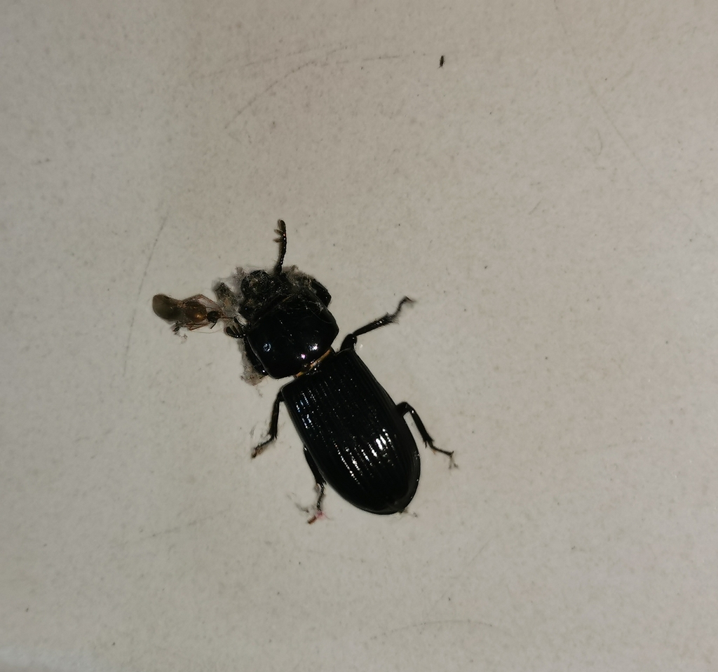 Bess Beetles from Provincia de Alajuela, San Rafael, Costa Rica on ...