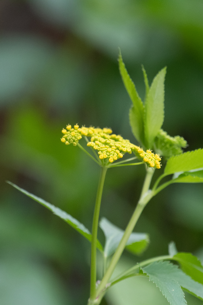 golden Alexanders in April 2022 by Michael Wohlstadter · iNaturalist