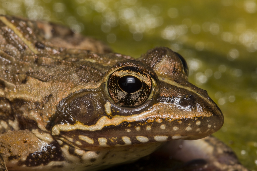 Common River Frog from Mkhambathini Local Municipality, South Africa on ...