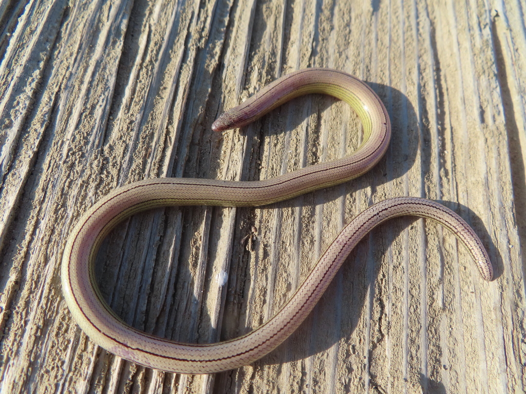 Temblor Legless Lizard in April 2022 by Brian A.. Midway Valley, two ...