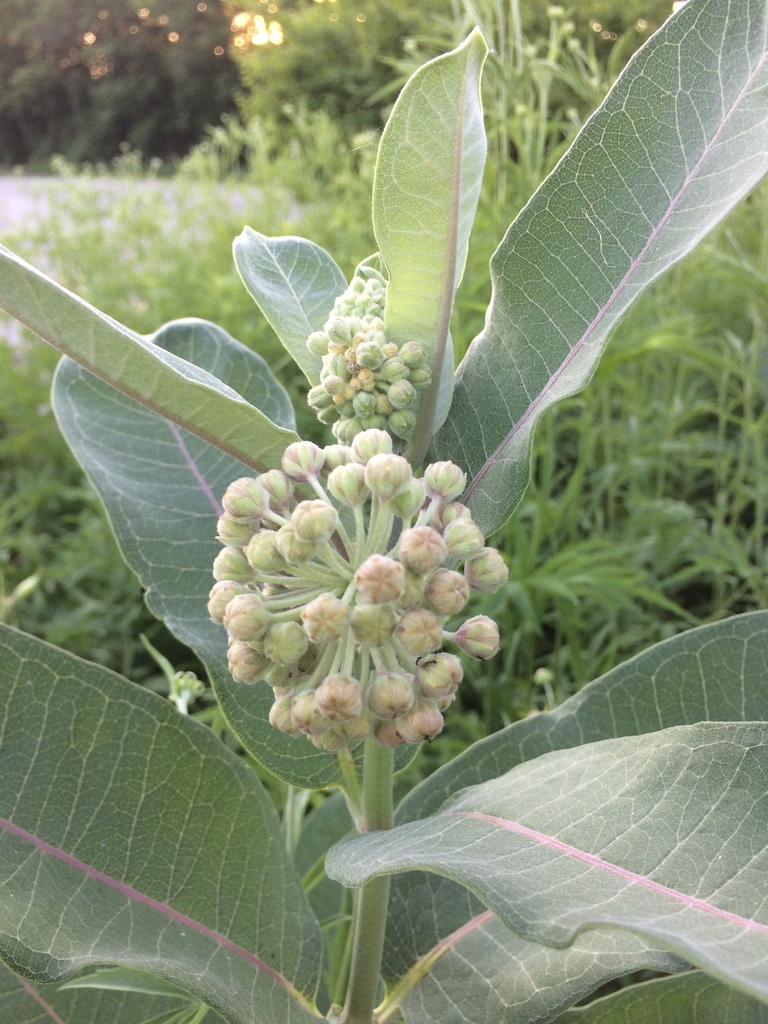common milkweed from August A Busch Wildlife Area, O Fallon, MO, US on ...