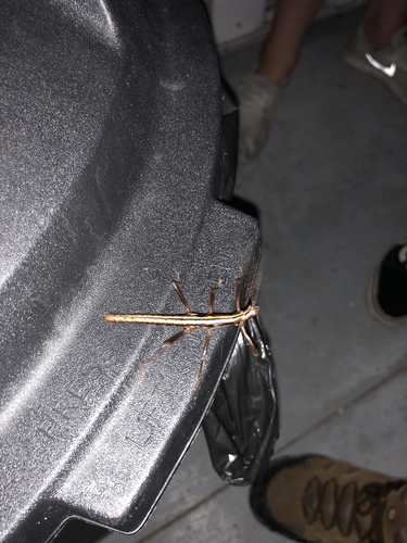 Observations by mckennaanderson · iNaturalist